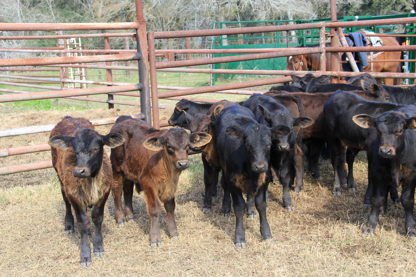 AROUND THE RANCH – BROTHERS CATTLE COMPANY